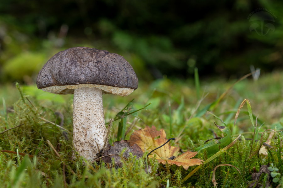 Atlashub.net - atlas hub online