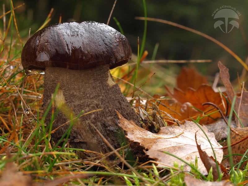 Atlashub.net - atlas hub online