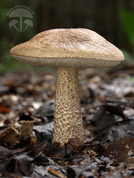 Atlashub.net - atlas hub online